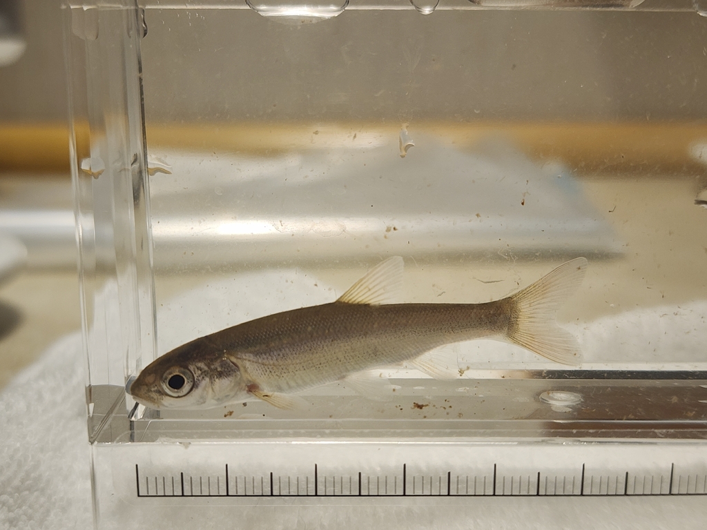 Japanese Dace in December 2025 by uno · iNaturalist