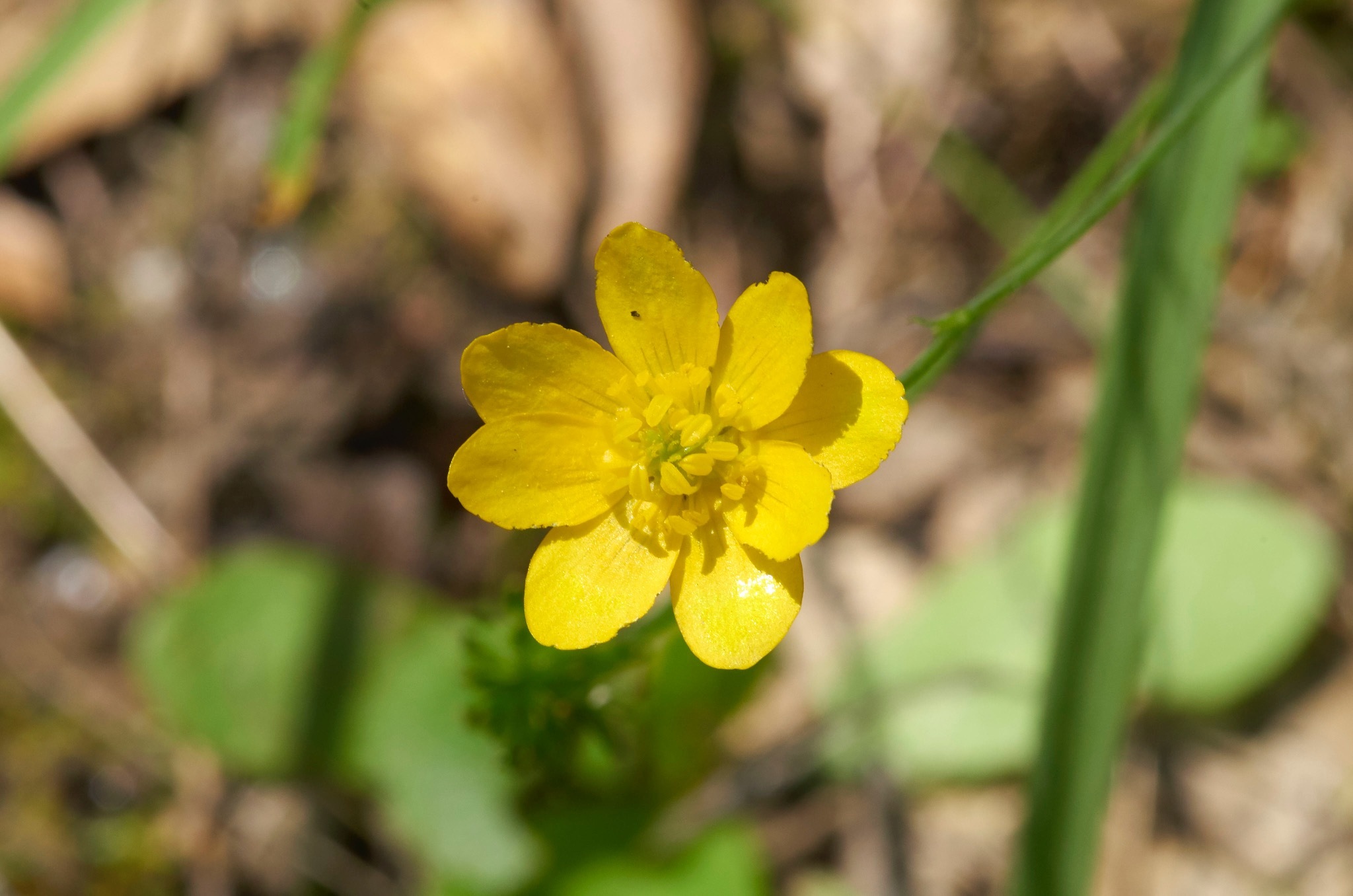 Ranunculus canus Benth.