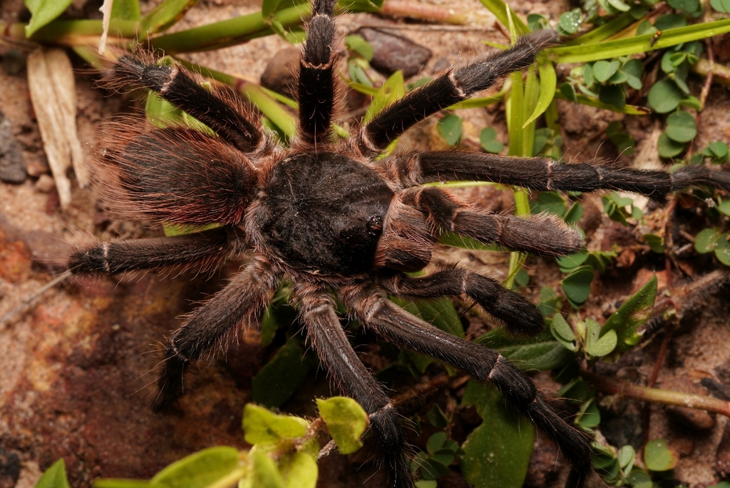 Natal Brown Birdeater from 65GR+WH, Barreirinhas - State of Maranhão ...
