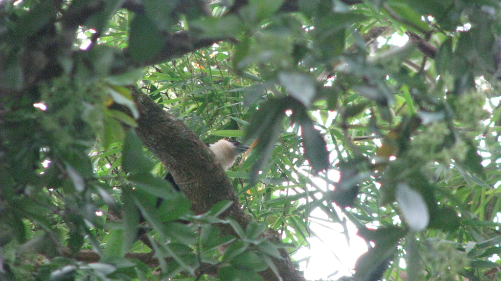 Pied Coucal in December 2019 by bushmonkey140 · iNaturalist