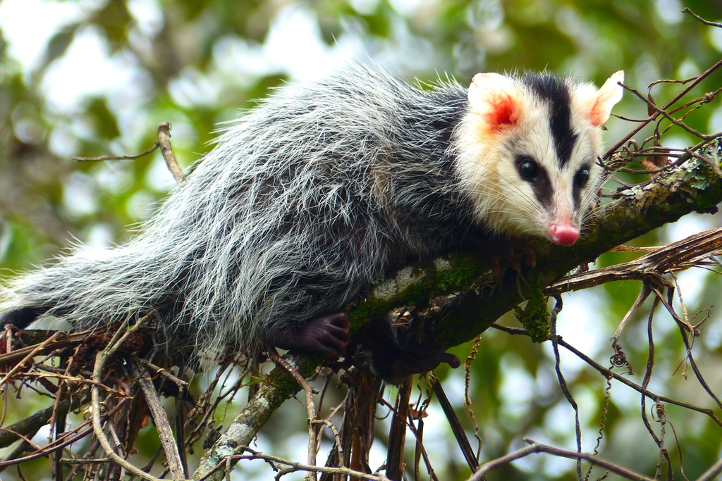 Andean White-eared Opossum from Gachantivá, Boyacá, Colombia on June 28 ...