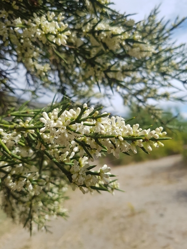 Colletia hystrix (Flora cuarta región) · iNaturalist