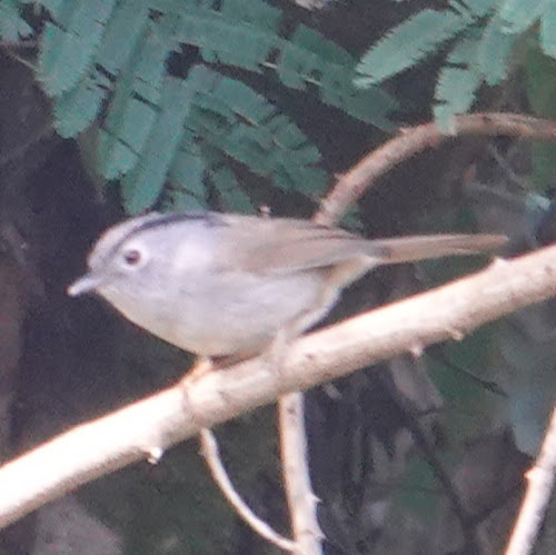 Subspecies Alcippe peracensis annamensis · iNaturalist