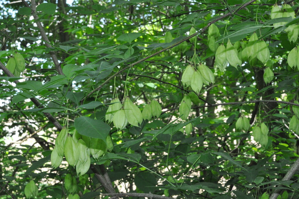 American bladdernut from USA, Indiana, Marion County, Indianapolis ...
