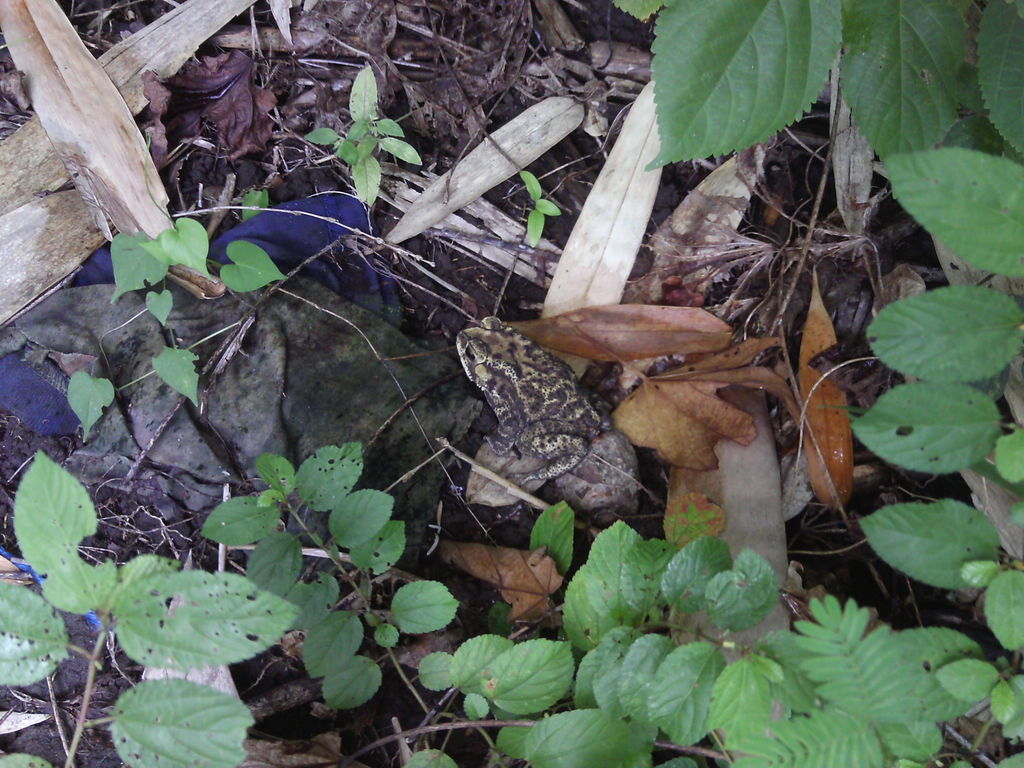 Asian Common Toad from West Halmahera Regency, North Maluku, Indonesia ...