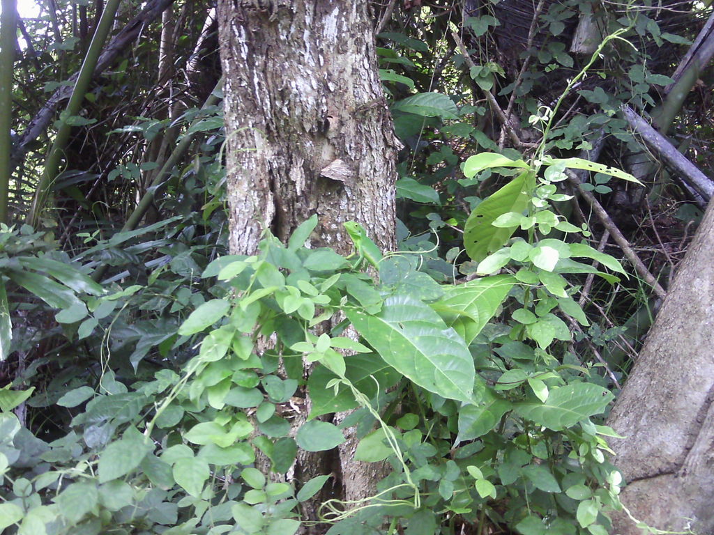 Green Crested Lizard from West Halmahera Regency, North Maluku ...