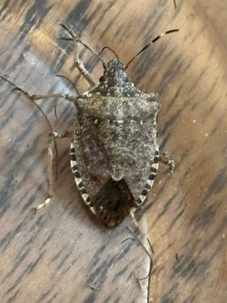 Brown Marmorated Stink Bug from Chelsea on December 28, 2025 at 06:34 ...