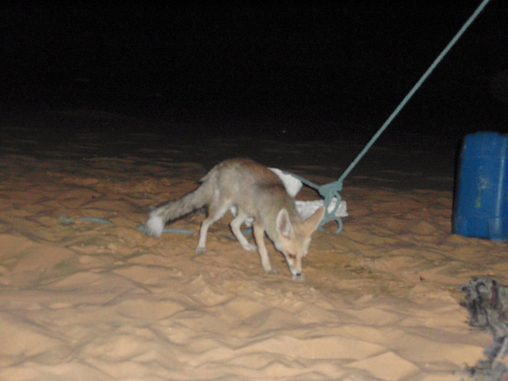 Rüppell's Fox (Vulpes rueppellii) - Know Your Mammals