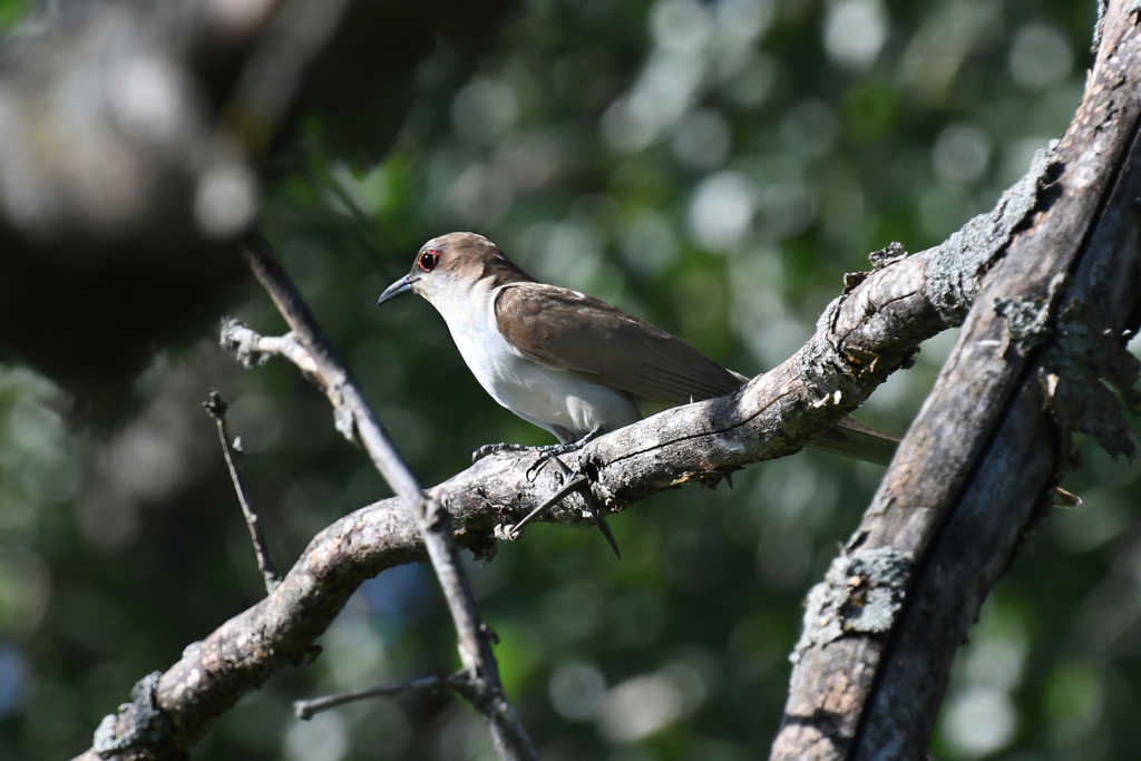 Black-billed Cuckoo from Black Hawk County, IA, USA on June 22, 2025 at ...