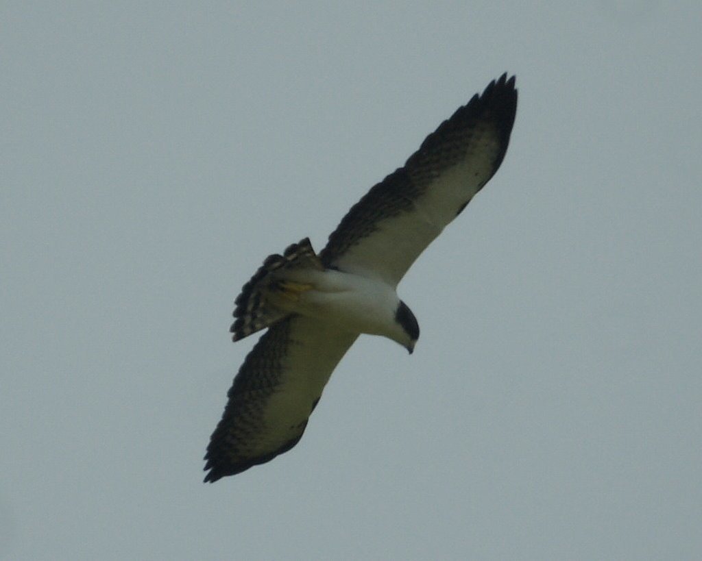 Short-tailed Hawk (Birds of Tambopata) · iNaturalist