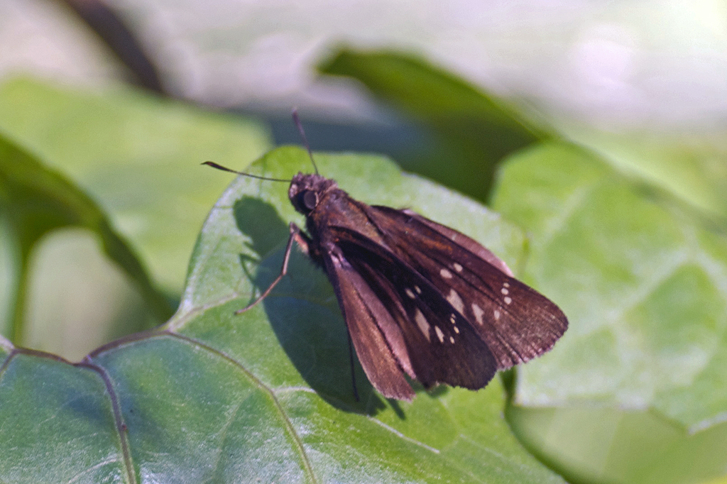 Paintbrush Swift (Butterflies of Maharashtra) · iNaturalist