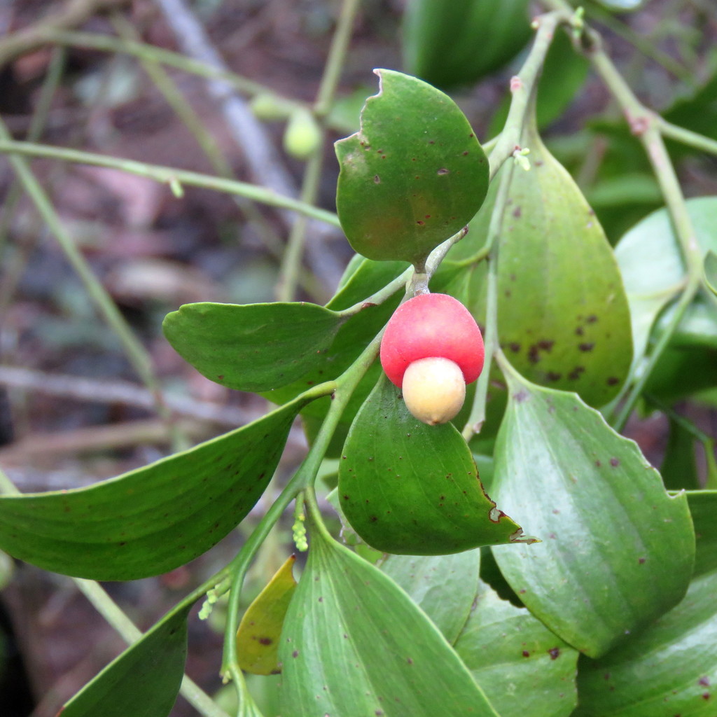 Broad Leaved Native Cherry from Yorkeys Knob, Cairns QLD, Australia on ...
