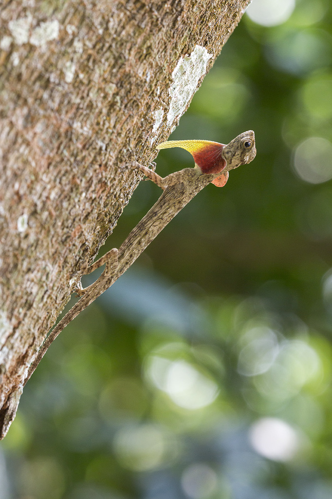 Barred Flying Dragon (Dracos of Asia) · iNaturalist