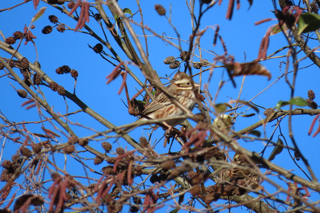 Eastern Rustic Bunting from 日本、〒630-0101 奈良県生駒市高山町 on December 29, 2025 ...