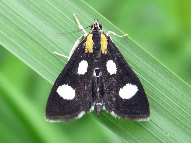 White-spotted Sable (Calgary Insect Pollinators Guide) · iNaturalist