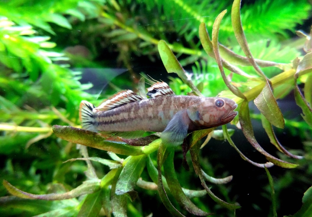 (Mugilogobius abei) - Marine Life Identification