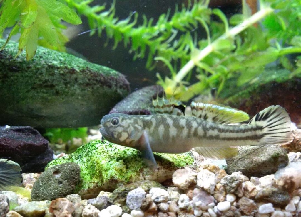 (Mugilogobius) - Marine Life Identification