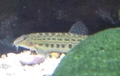 Chinese Spiny Loach from Wenling, Taizhou, Zhejiang, CN on January 27 ...