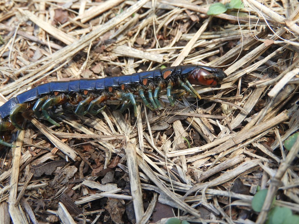 Australasian Giant Centipede from Bloomfield QLD 4895, Australia on ...