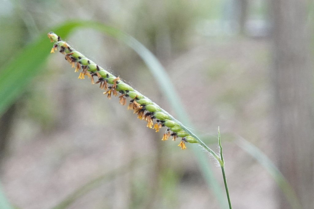 Signal Grass Logan Weed Grasses INaturalist