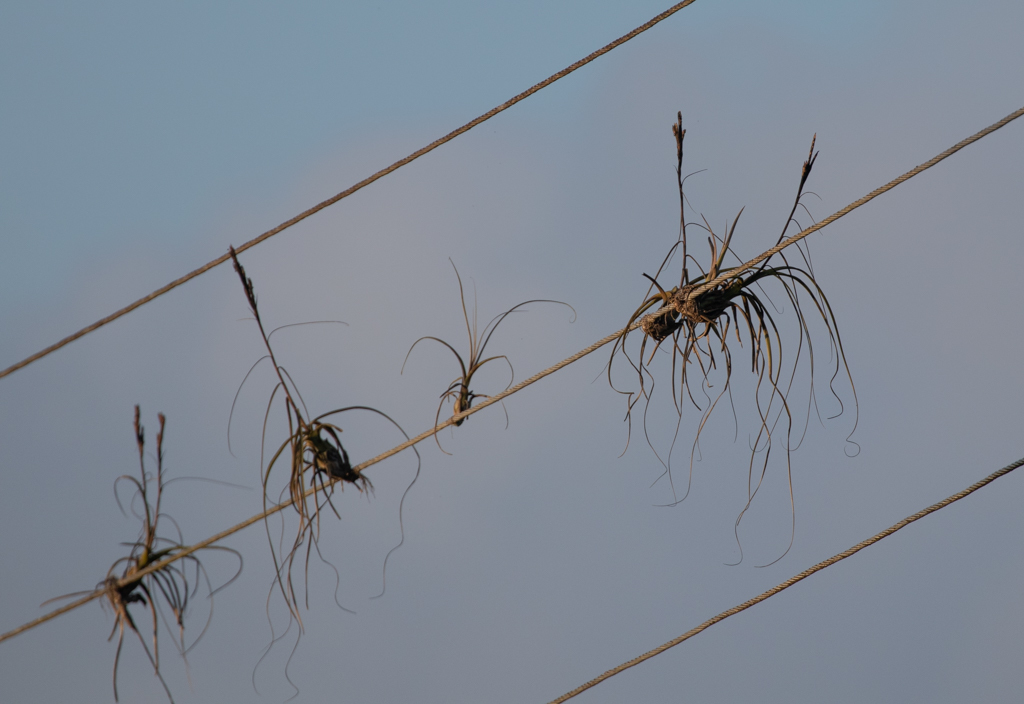Balbis' airplant from Belize, Belize on December 29, 2019 at 05:03 AM ...