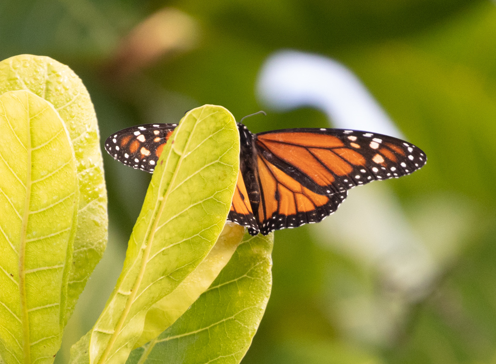 Monarch from Crooked Tree, Belize on December 29, 2019 at 05:56 AM by ...