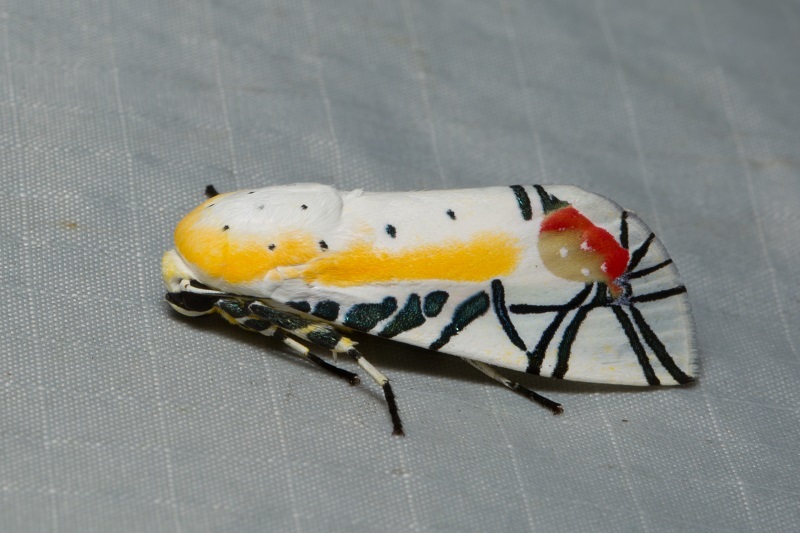 The Picasso Moth’s wings look like a canvas come to life. But how does ...