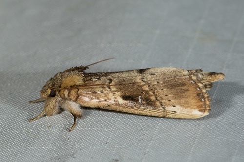 Niganda cyttarrosticta · iNaturalist