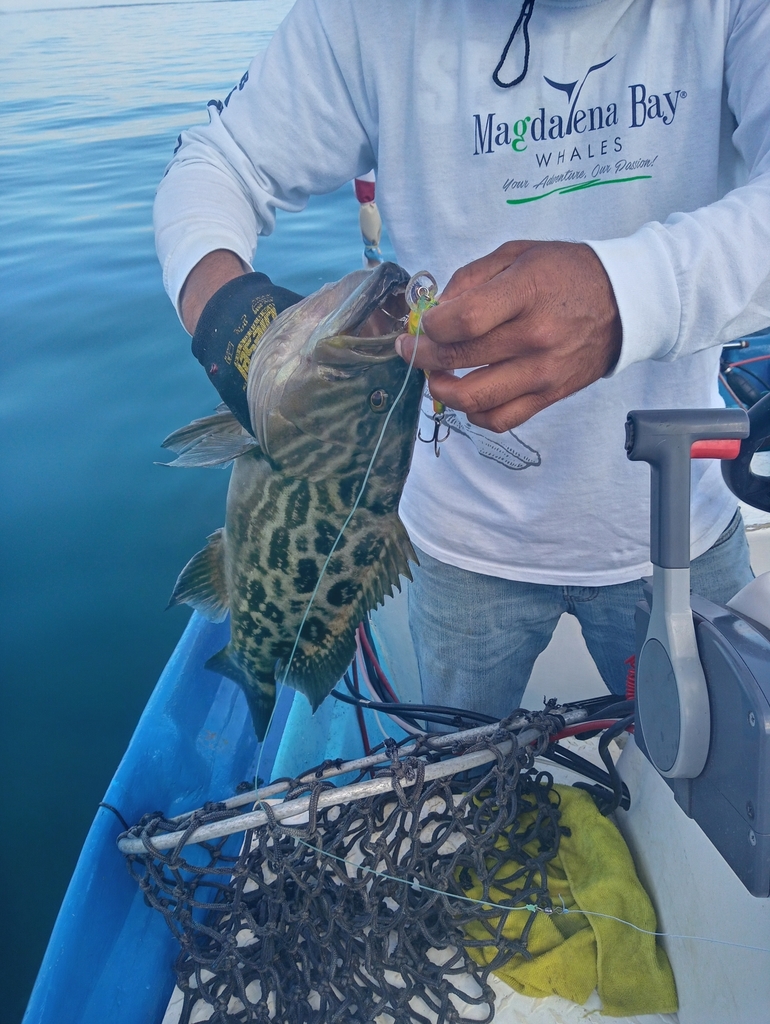 Broomtail Grouper from Bahía Magdalena on January 25, 2020 at 01:35 PM ...