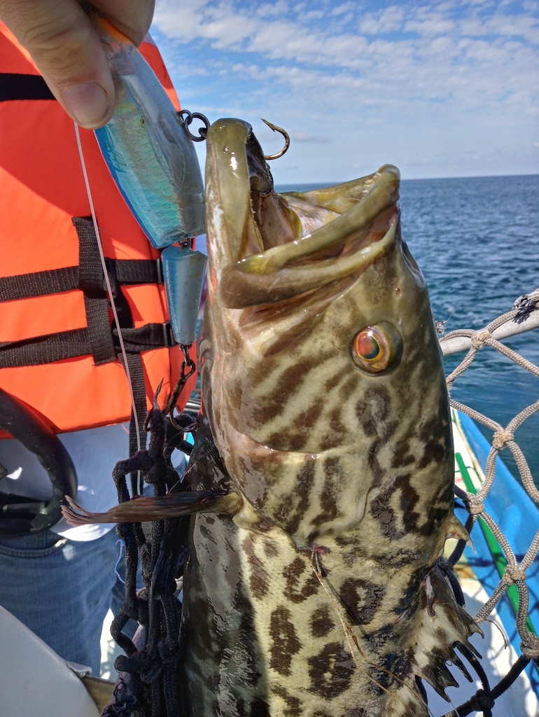 Broomtail Grouper from Bahía Magdalena on January 24, 2020 at 01:43 PM ...