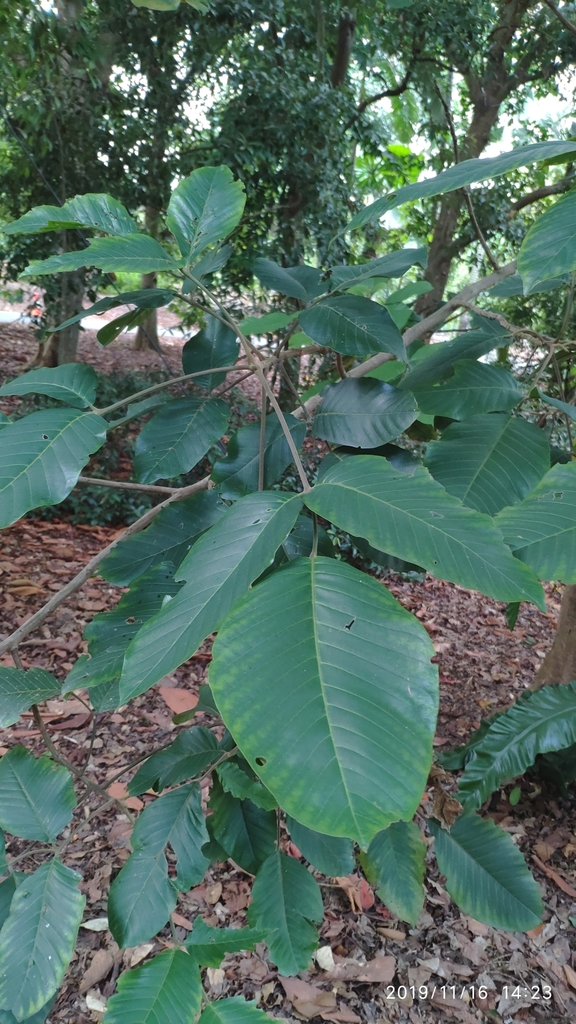 Santol (Sandoricum koetjape) - Botanical Realm
