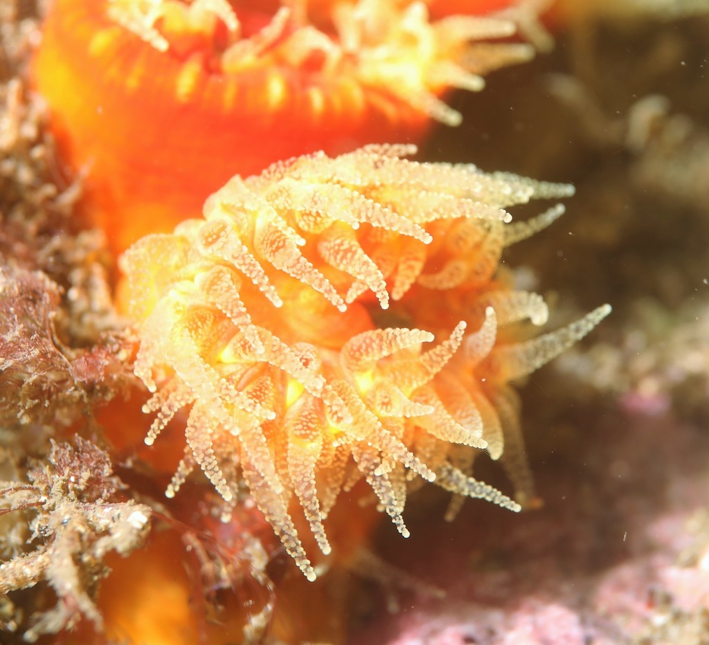 Tubastraea aurea (Corals of Sydney, Australia) · iNaturalist