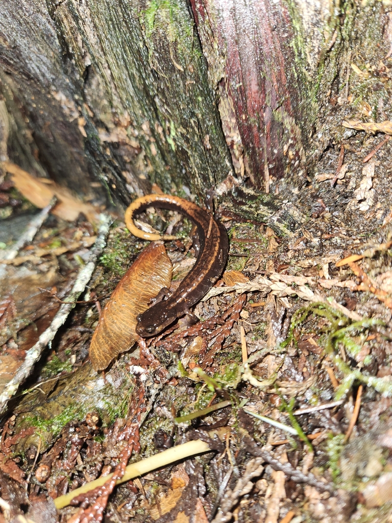 Western Red-backed Salamander from Langford, BC V9B 0T4, Canada on ...