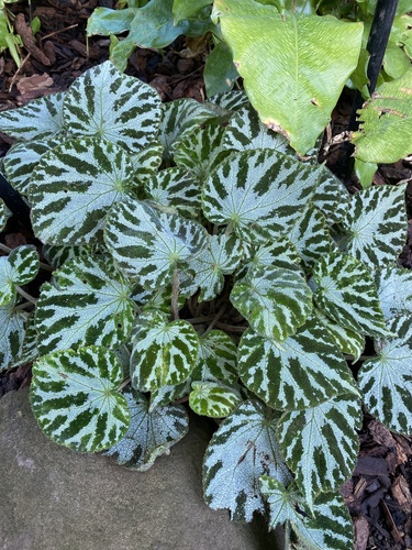 Carpet Begonia (Begonia imperialis)
