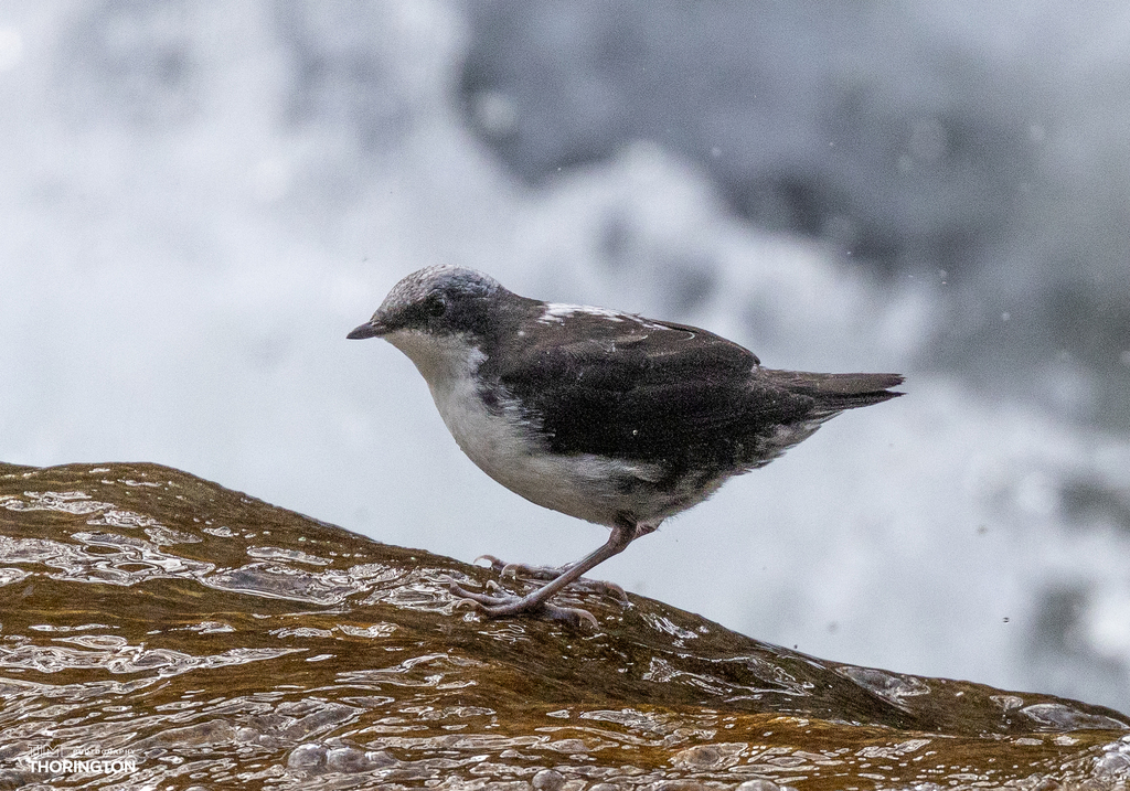 White-capped Dipper from Papallacta, Ecuador on December 4, 2025 at 03: ...