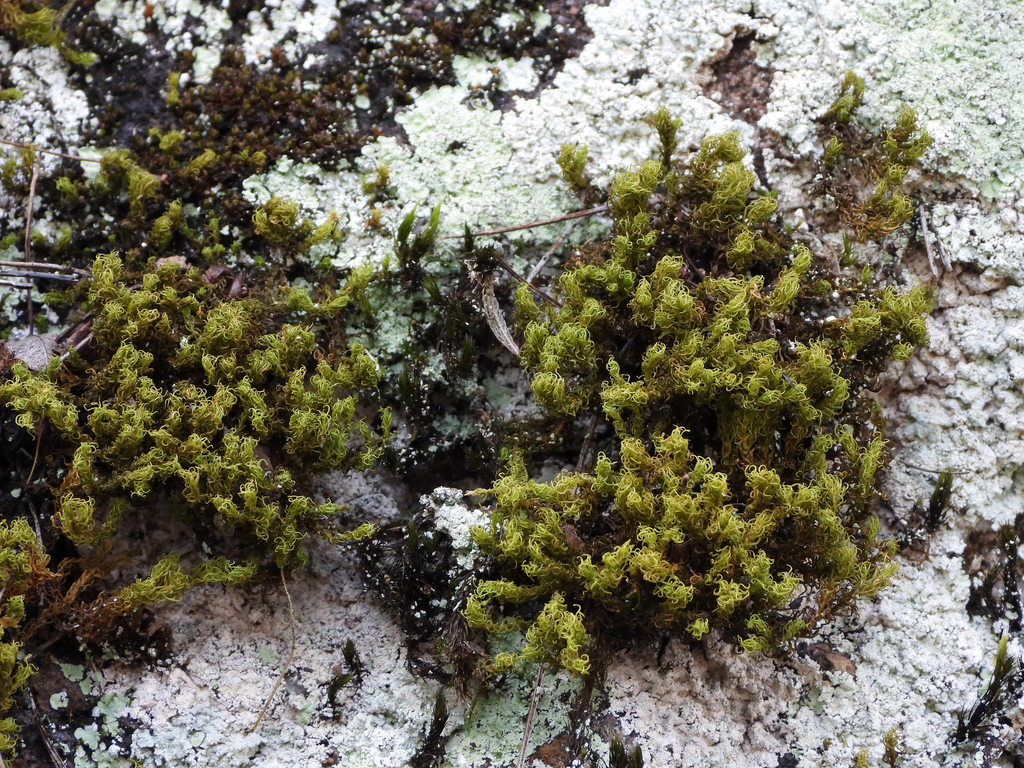 Pseudosymblepharis angustata from Wuyishan, Nanping, Fujian, China on ...