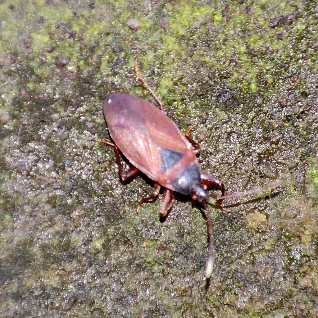 Gastrodes pacificus from Coquitlam, BC V3B 6E2, Canada on December 29 ...