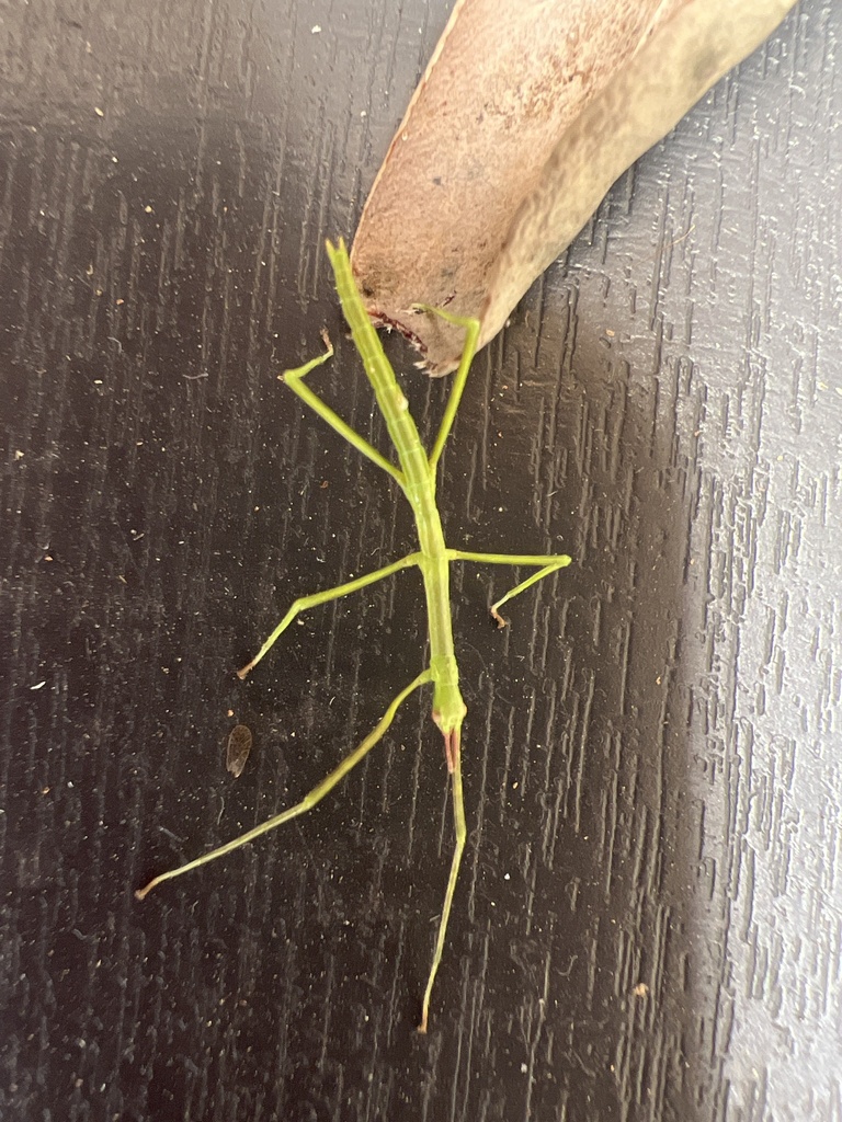 Margin-winged Stick Insect from Broompark Cr, Olinda, VIC, AU on ...