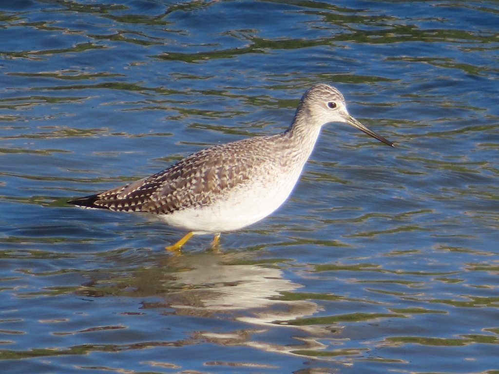 Greater Yellowlegs from Mountain View, CA, USA on December 29, 2025 at ...