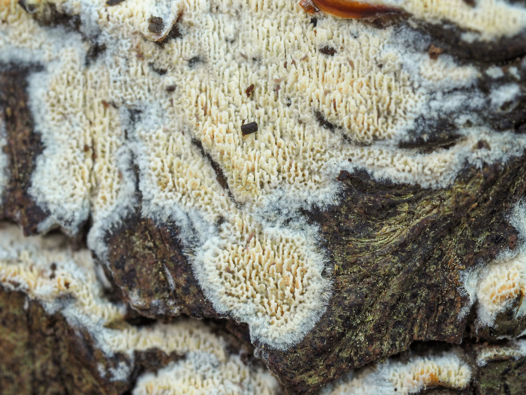 Xylodon raduloides from Kampor, Croatia on September 4, 2025 at 04:04 ...