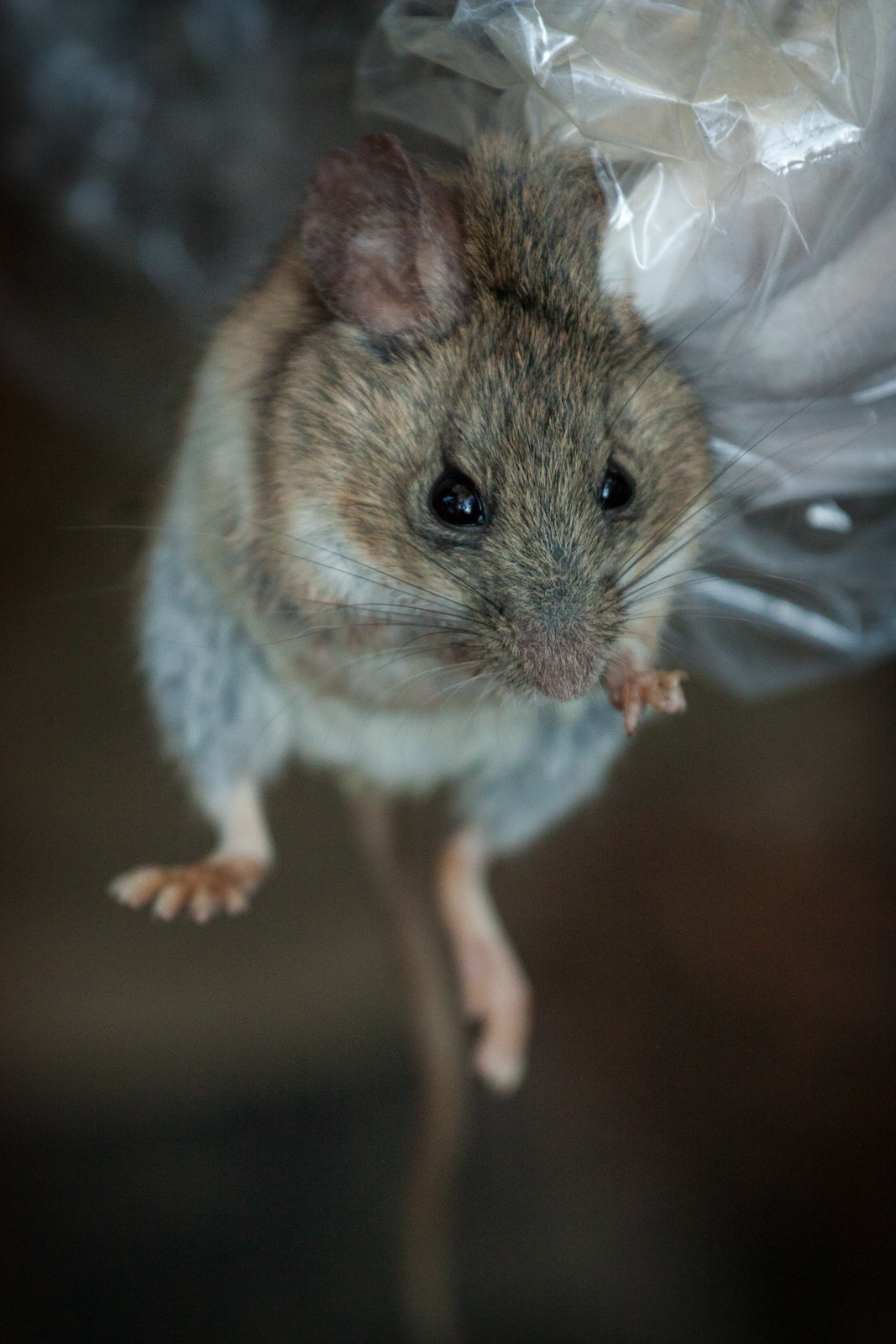 Phyllotis Waterhouse, 1837