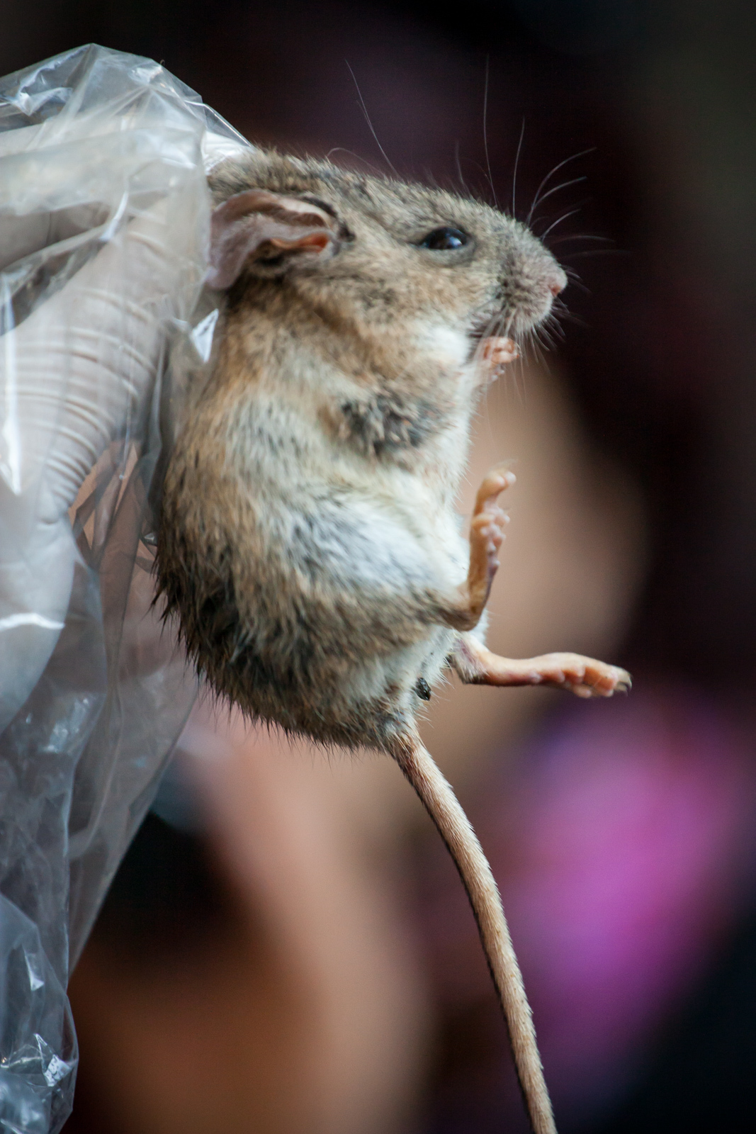 Phyllotis darwini (Waterhouse, 1837)