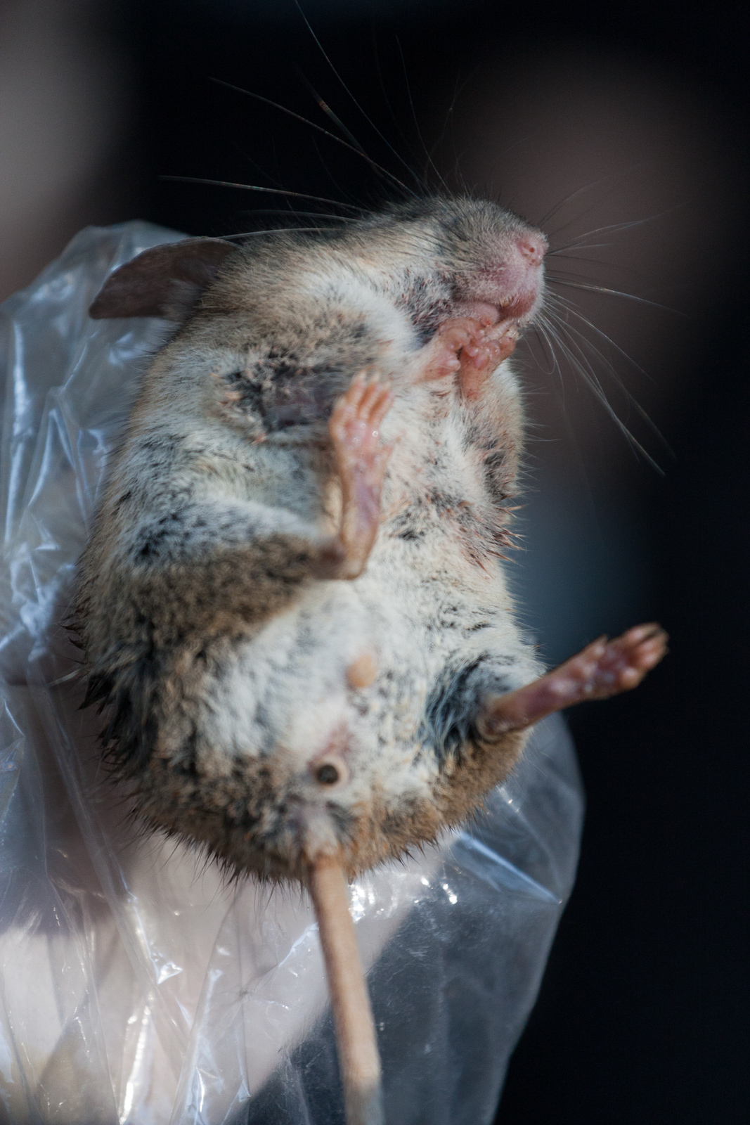 Phyllotis Waterhouse, 1837