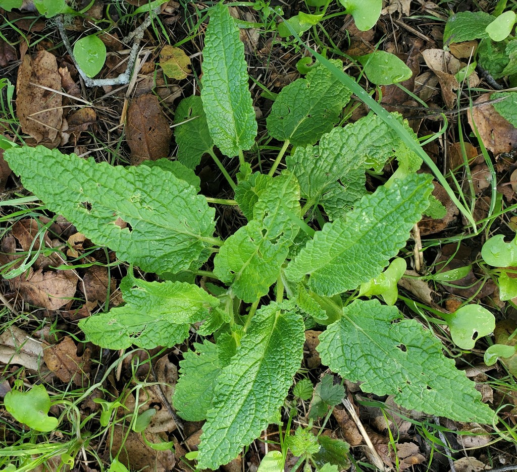 California Hedge Nettle from Monterey County, CA, USA on January 26 ...