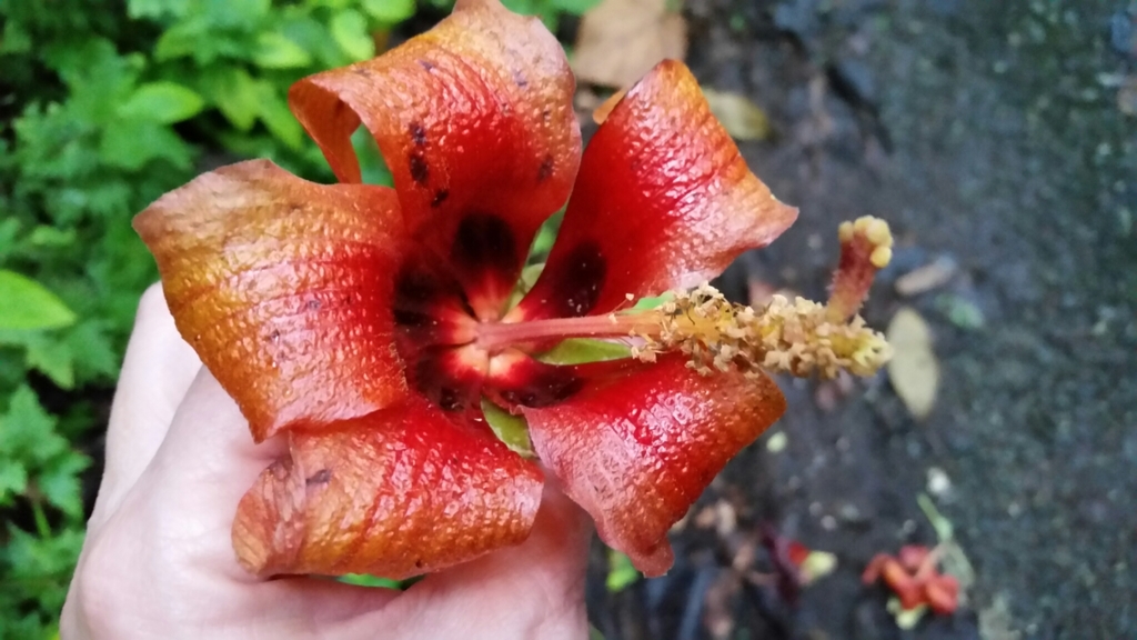 blue mahoe (Hibiscus elatus) - Botanical Realm