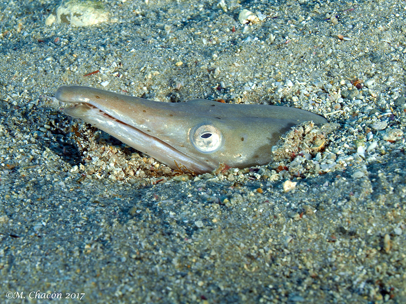 Snake Eels (Ophichthidae) - Marine Life Identification