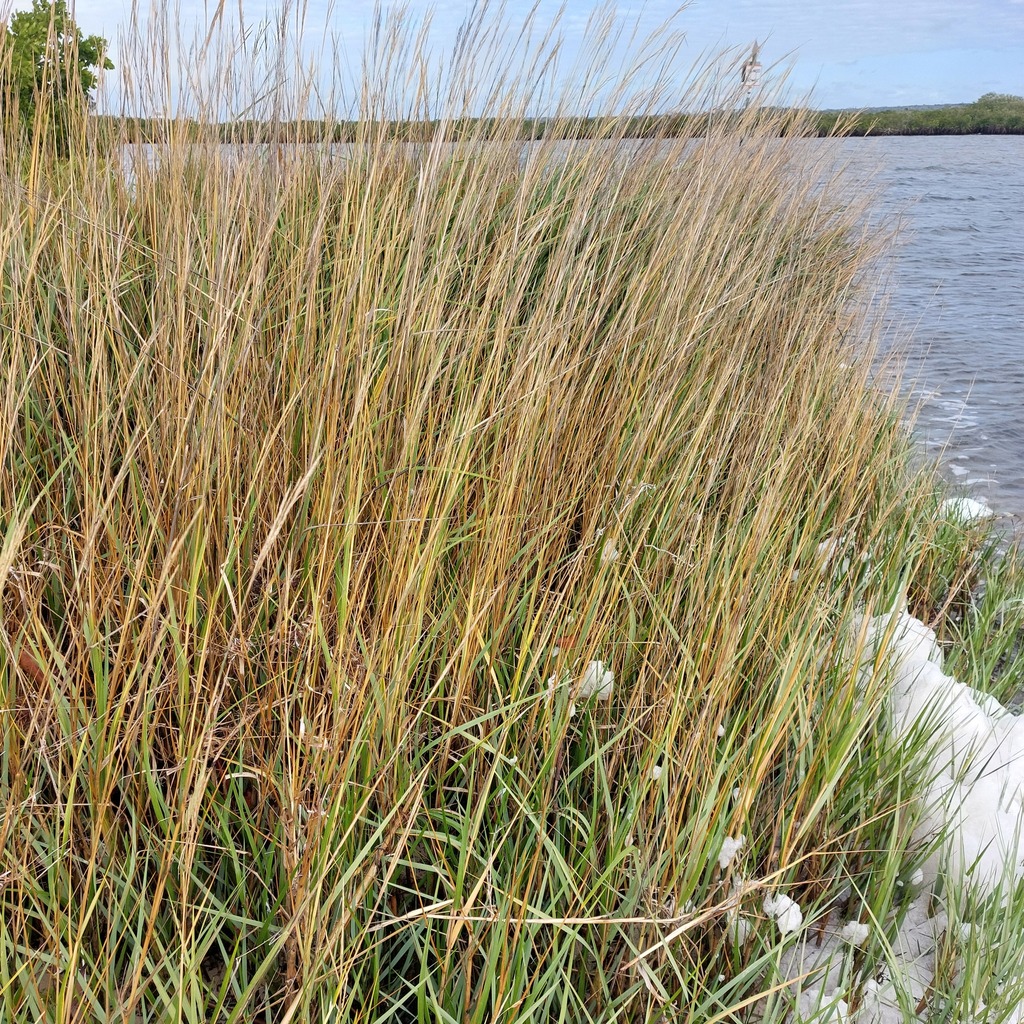 Saltmarsh Cordgrass from Florida, Hernando, Pine Island, Alfred ...