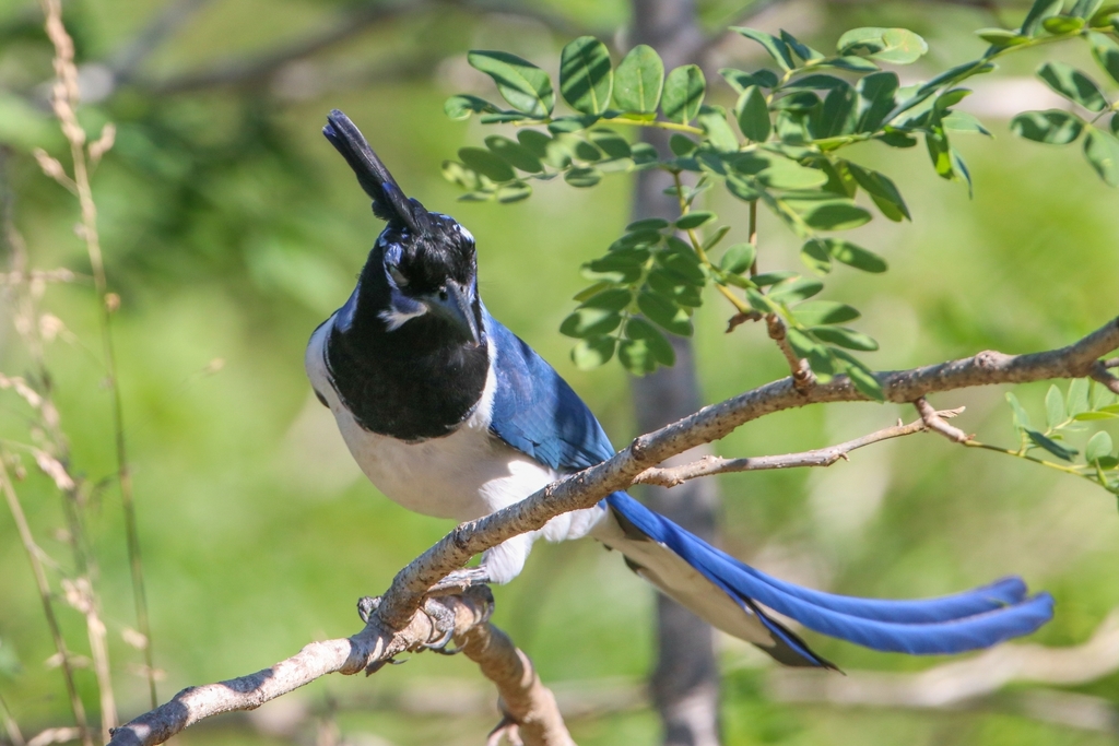 Black-throated Magpie-Jay from Meseta de Cacaxtla on January 9, 2020 at ...