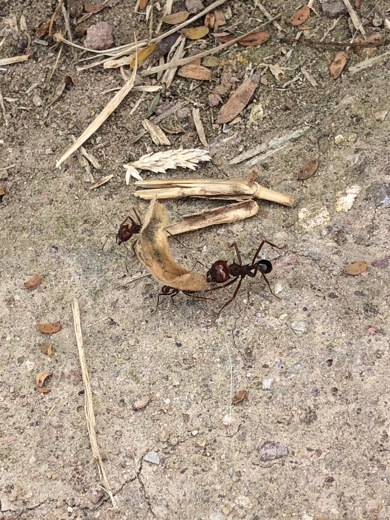 Chicatana Leafcutter Ant from Teul de González Ortega, ZAC, MX on ...