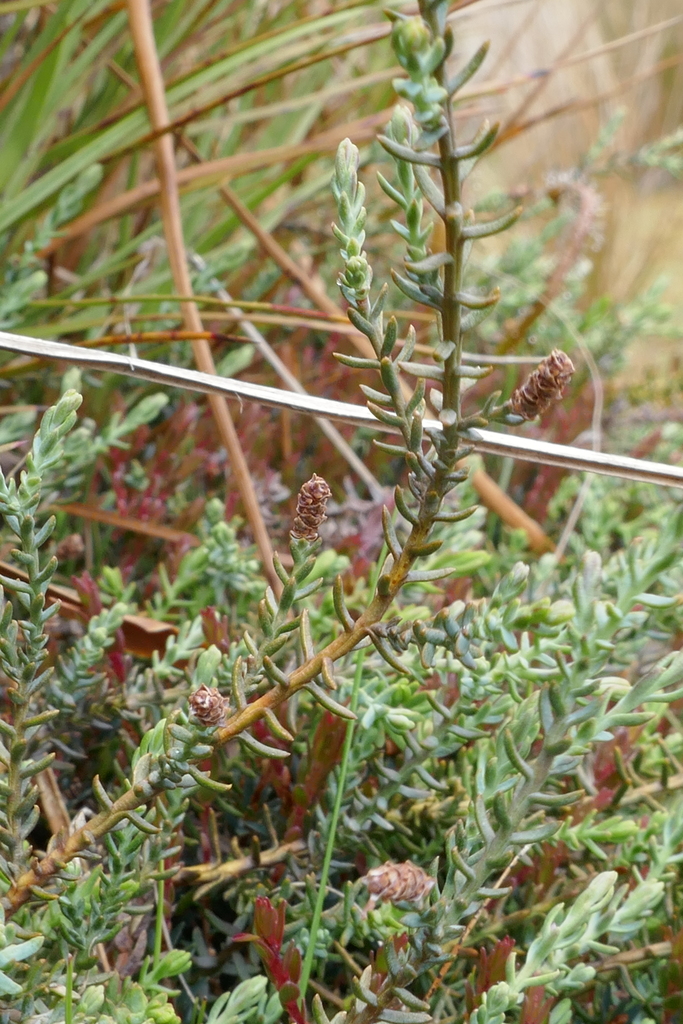 pygmy pine from Selwyn District, Canterbury, New Zealand on January 26 ...